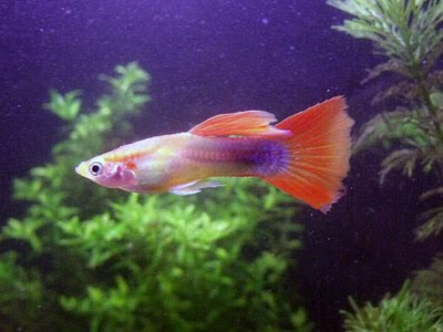 Nosso Aquário de Lebistes e Coridoras