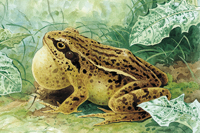 Psycho Babble: LongBeard and Puffy the Bullfrog
