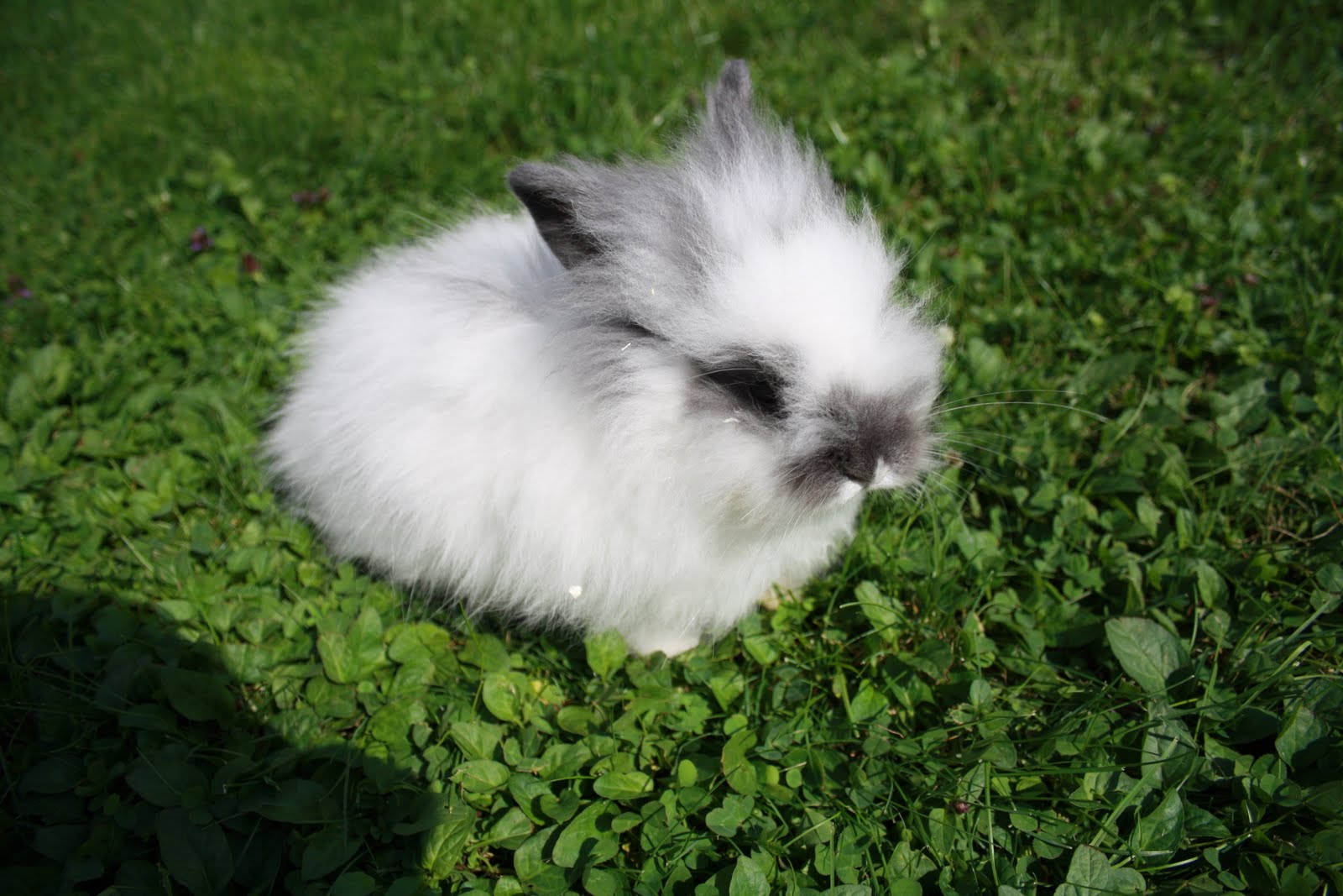 Maskrosen's kaninuppfödning: Mina kanin tjejer