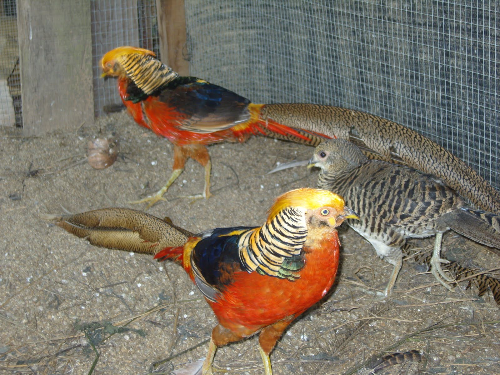 My Peacock Farm: Red Golden Pheasant (Kuang Red Golden)
