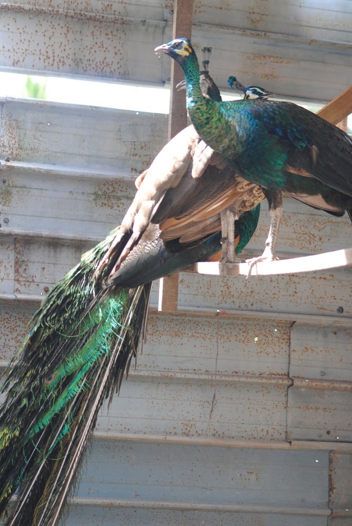 My Peacock Farm: Emerald Green Peafowl