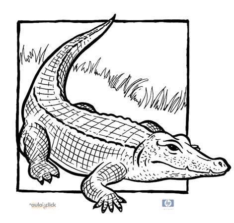Imagenes de caiman para colorear - Imagui