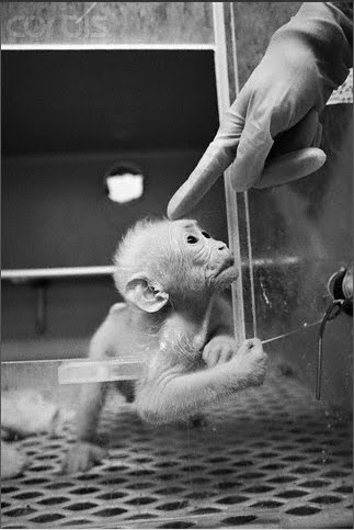 Primate Freedom: Odds and Ends in the History of Vivisection