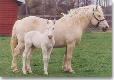 All About Horses: Information about the Cream Draft horse