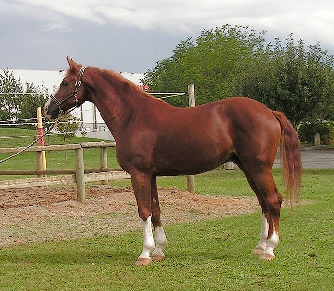 All About Horses: Colors of the horse: chestnut
