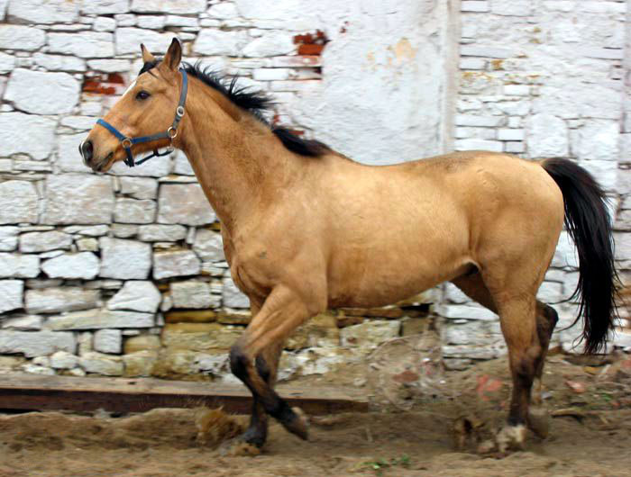 All About Horses: Information about the Kinsky horse