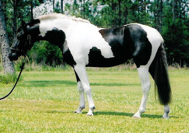 All About Horses: Colors of the horse: pinto