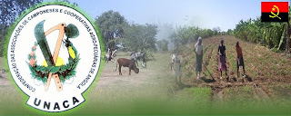 Pululu: Nem só de Petróleo e Diamantes vive Angola…