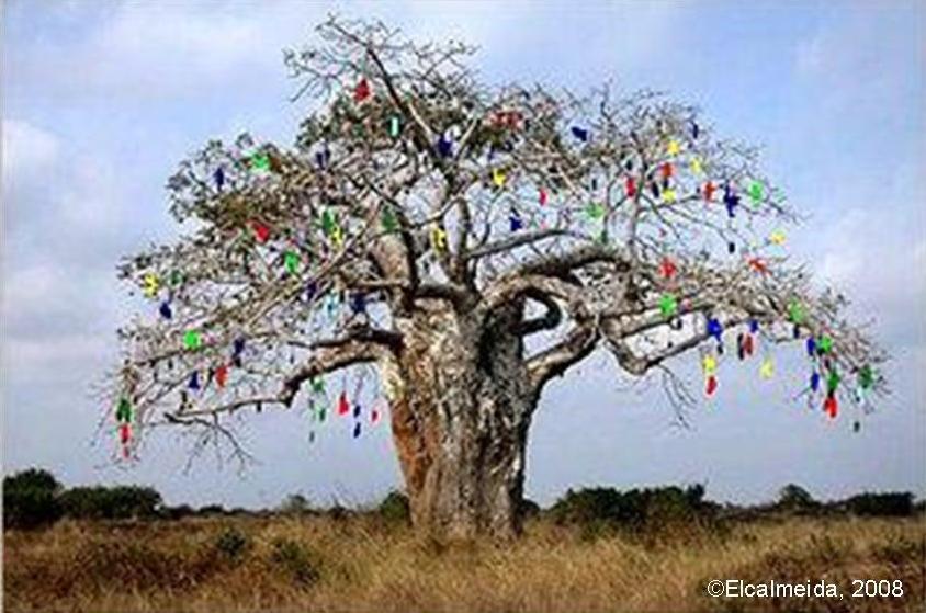 Malambas: A minha Árvore de Natal