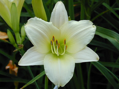 Diploids Resurgent: Ice Trumpets (Huben 07)