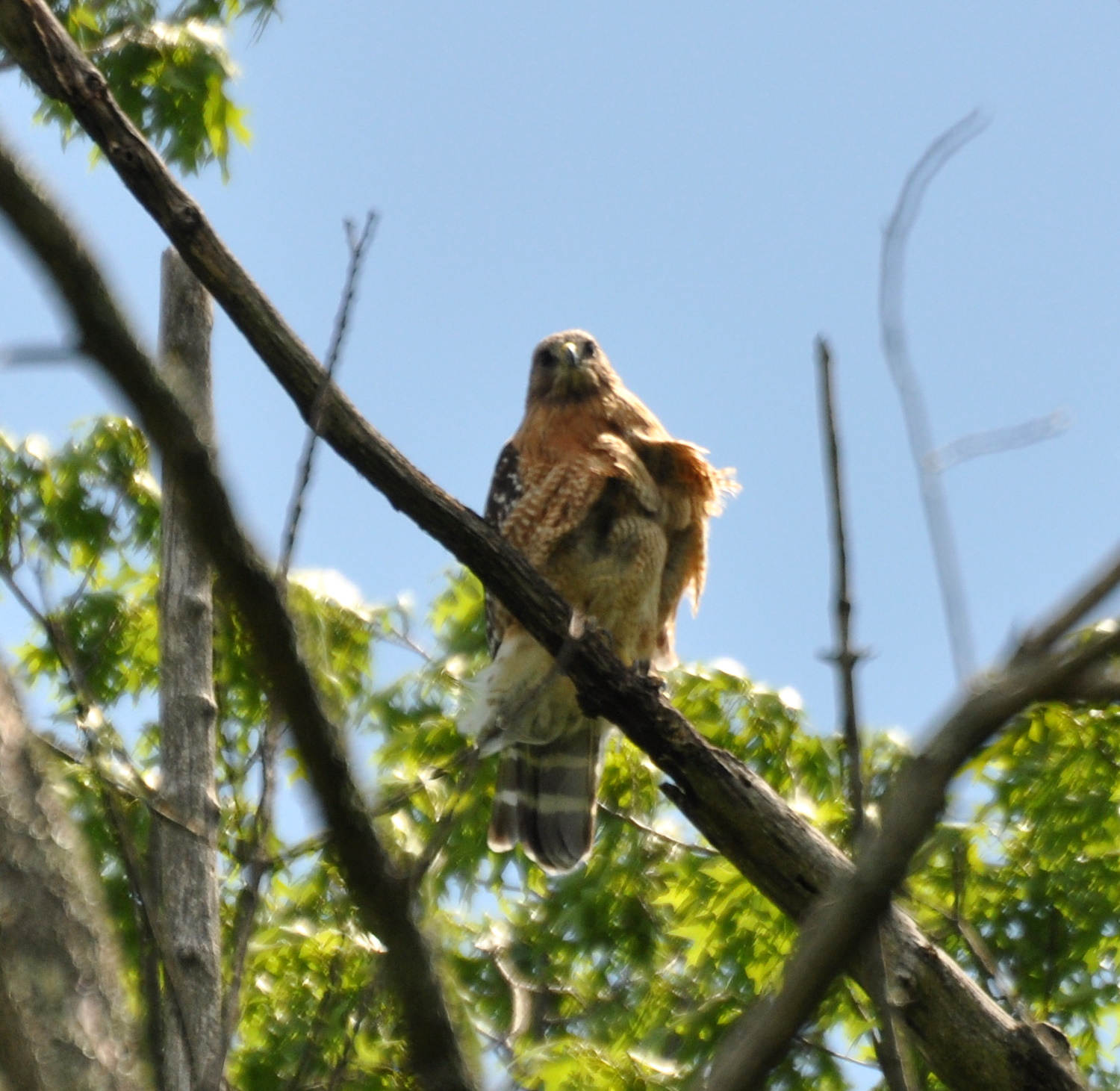 Red-shouldered Hawks of Tingsgrove and Beyond: Female R-S Hawk as Wild ...