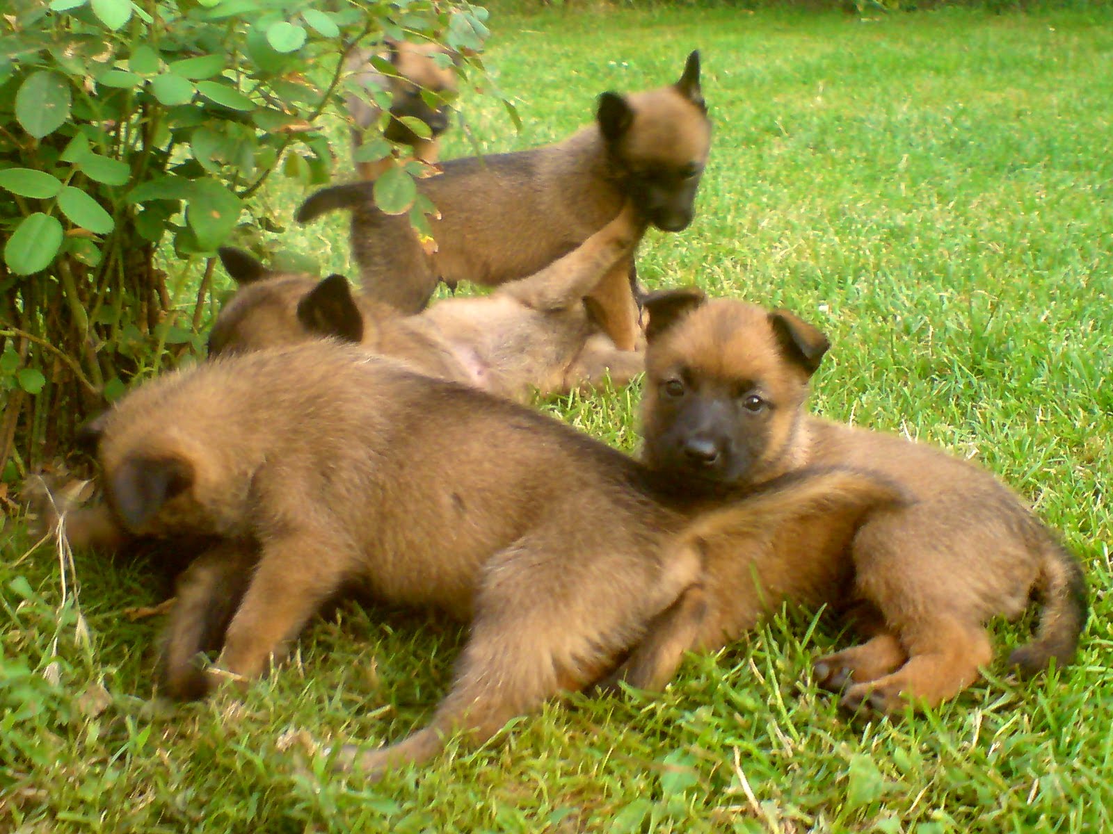 Belgijski ovčar - Malinoa: Malinois štenci na prodaju :)