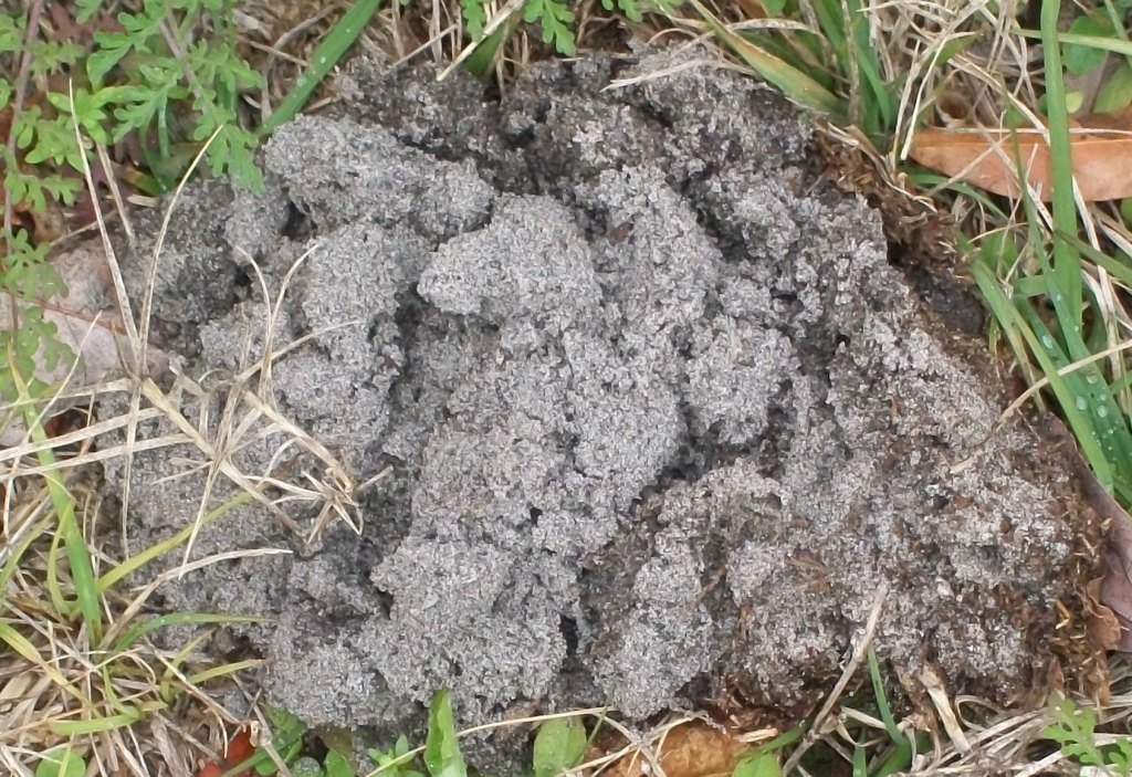 cabin talk: some days you step in it