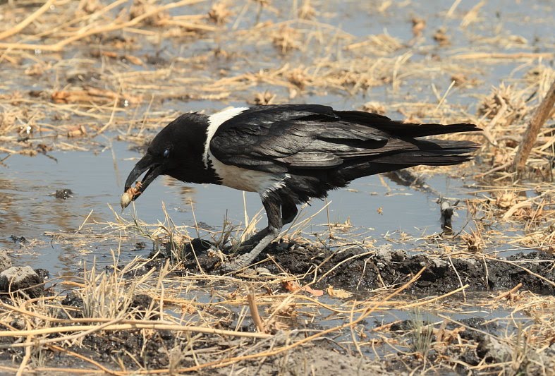 BirdLife Botswana: Water reaches Lake Xau