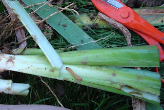 Michigoose's gander at quilts & life: Iris Borer and Bacterial Soft Rot ...