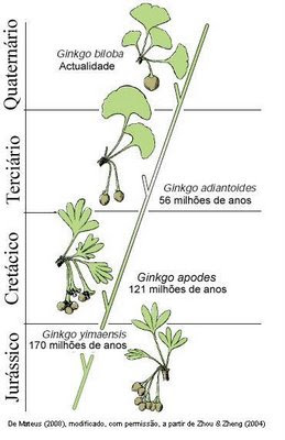 Lusodinos- Dinossauros de Portugal: Ginkgo biloba, uma árvore jurássica?