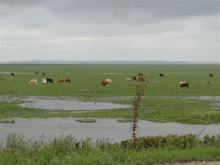 Reserva Ecológica do TAIM/RS | Nekus Free Nature
