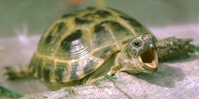 LOT'S WIFE: TEA and Turtles