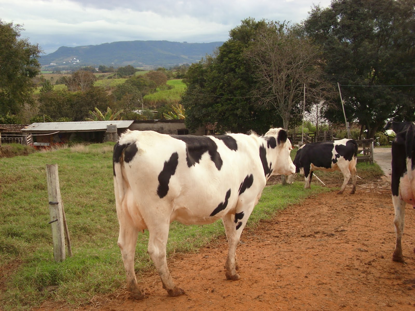 Criando Montbeliarde: Vaca Meio sangue Montebeliarde/Holandes no Rio ...
