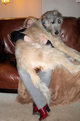 En Gullig hund för stor för att sitta i knä & En otäck katt | Humöret ...