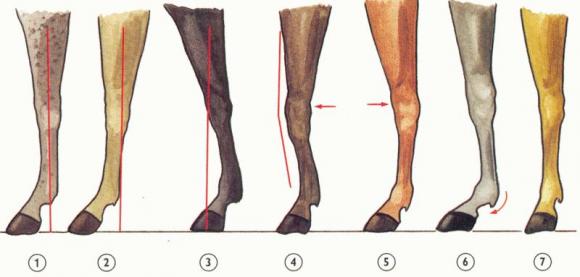 Terra Animalia: Les aplombs