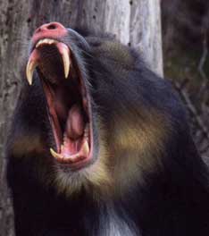 Cavernólogo: Sobre los mandriles