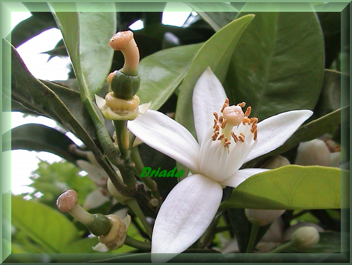 LA MAGIA DE MI JARDIN: AZAHAR