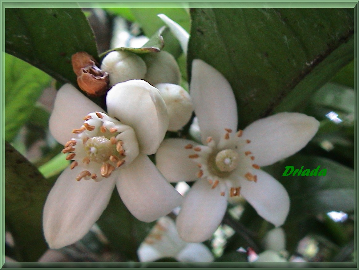 LA MAGIA DE MI JARDIN: AZAHAR