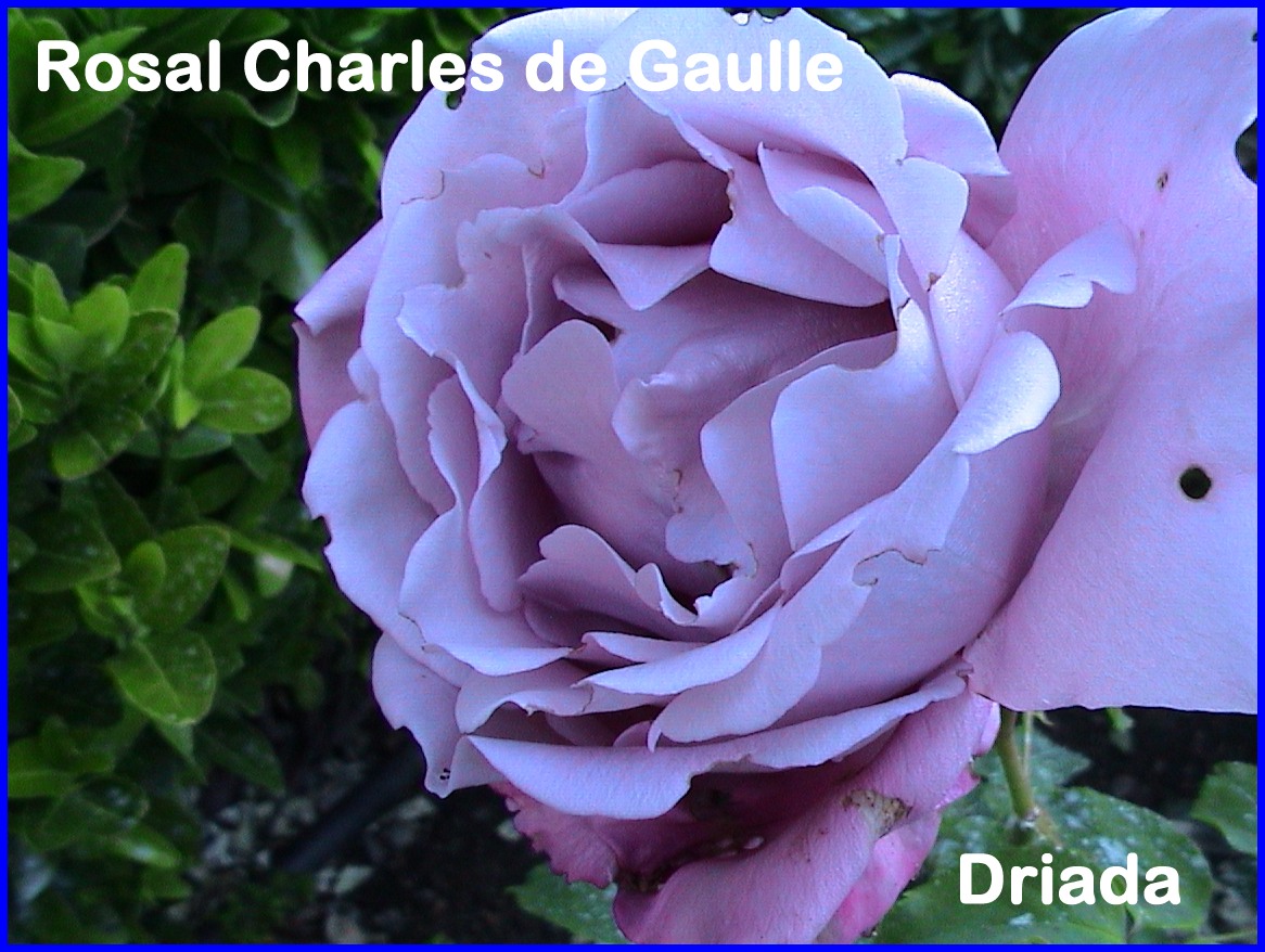 LA MAGIA DE MI JARDIN: LA ROSA AZUL. GANADORA