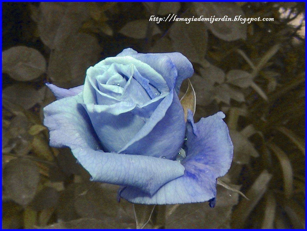 LA MAGIA DE MI JARDIN: LA ROSA AZUL. GANADORA