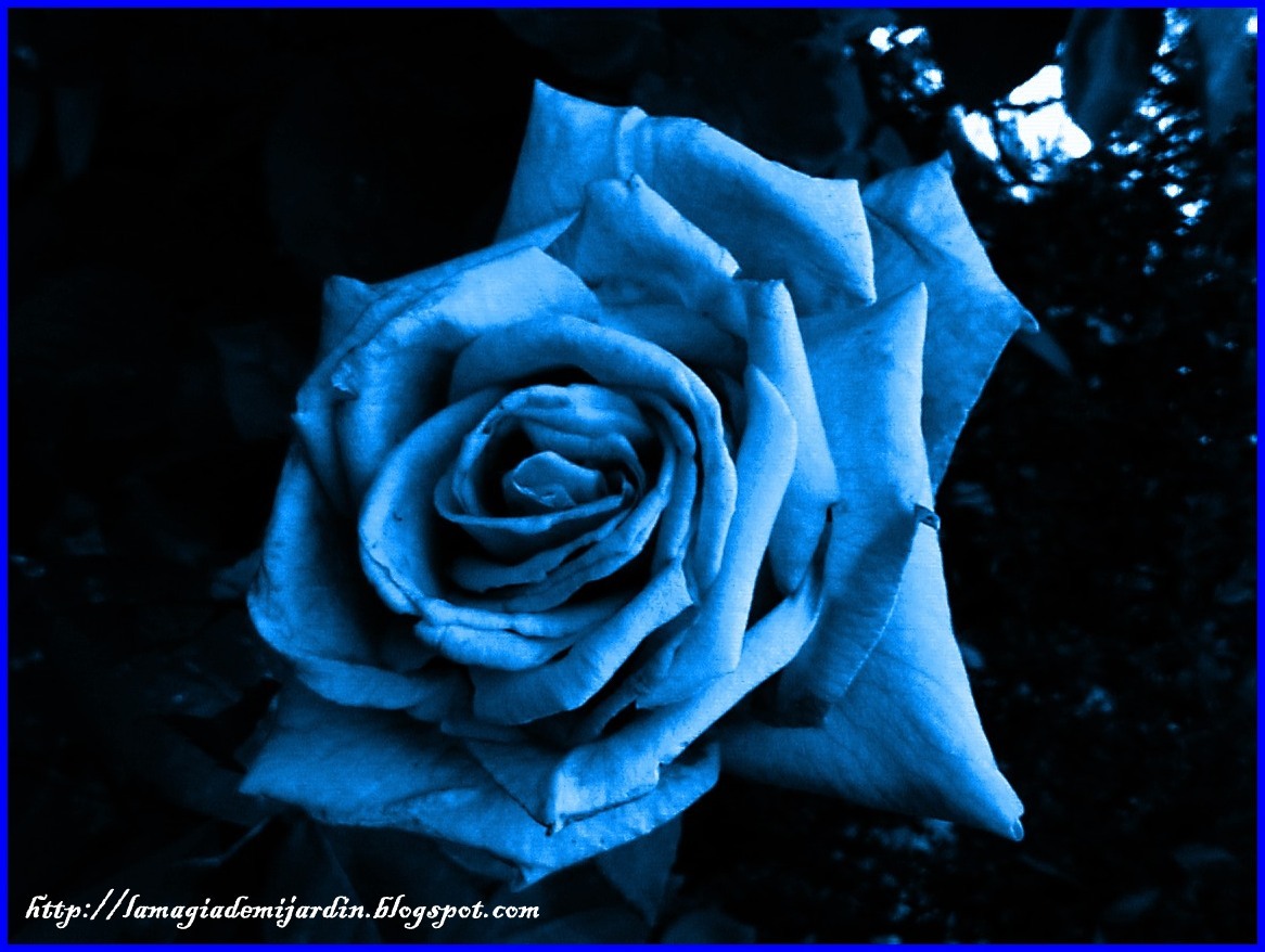 LA MAGIA DE MI JARDIN: LA ROSA AZUL. GANADORA