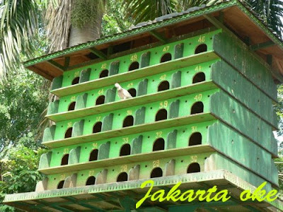 Suara Kicau Burung Burung: kandang burung merpati