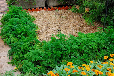 Garden amateur: Minimalist parsley borders