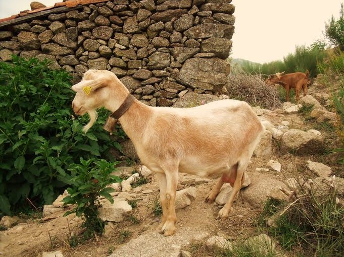 Guijo de Santa Bárbara: Imágenes de cabras veratas en Guijo de Santa ...