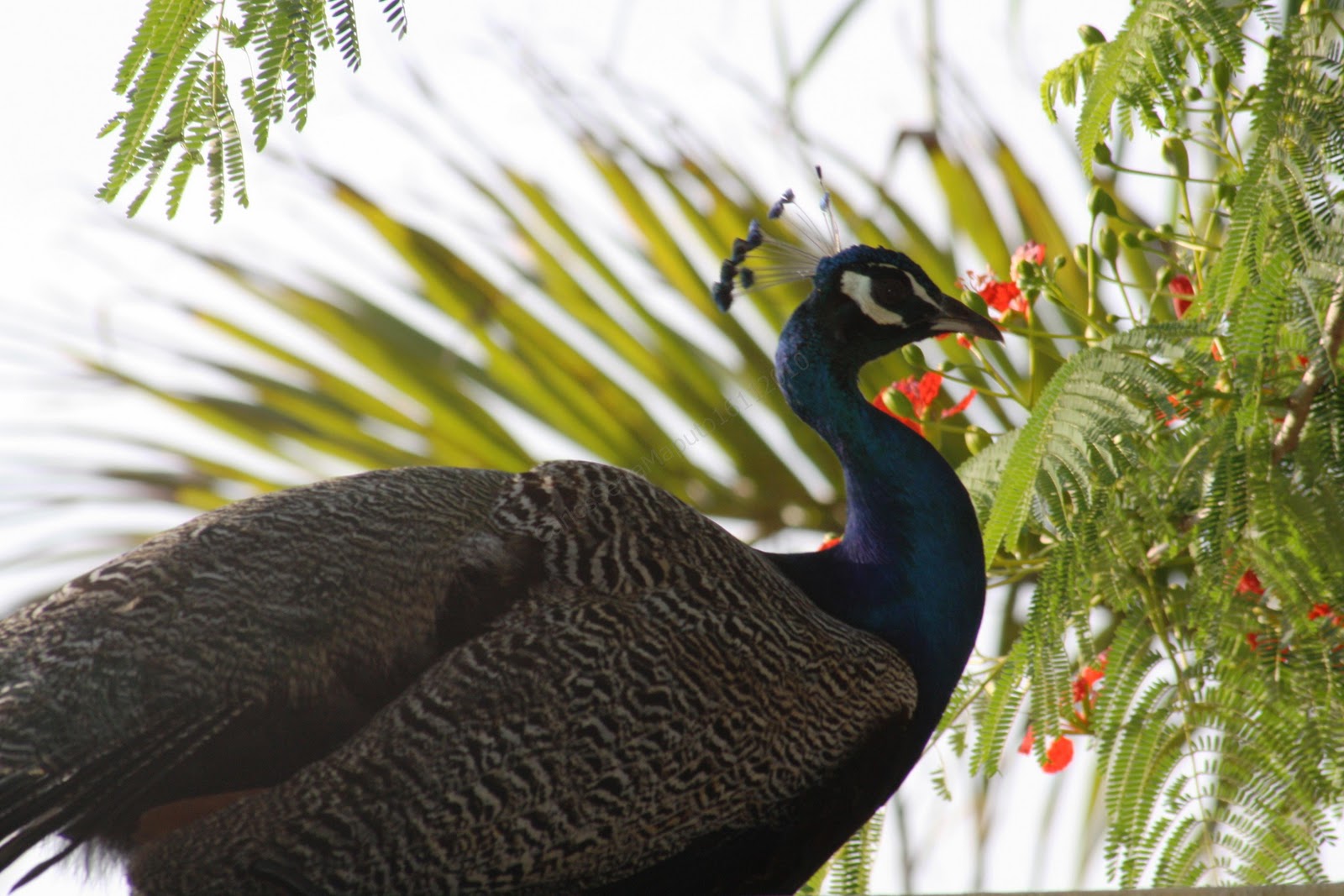 Diário de um fotógrafo: O pavão namorando a pavoa (1)