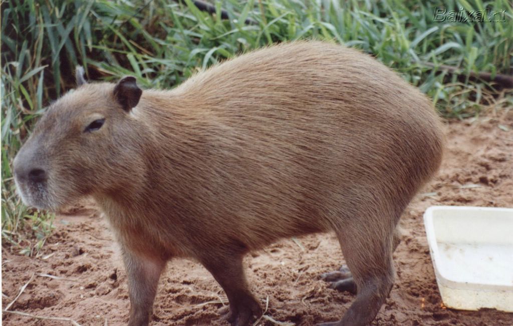 Hobbies: Capivara