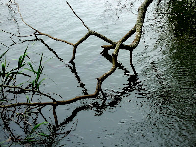 Fotografías: Ramajes