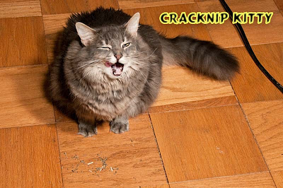 Bubba's Garage: 2008