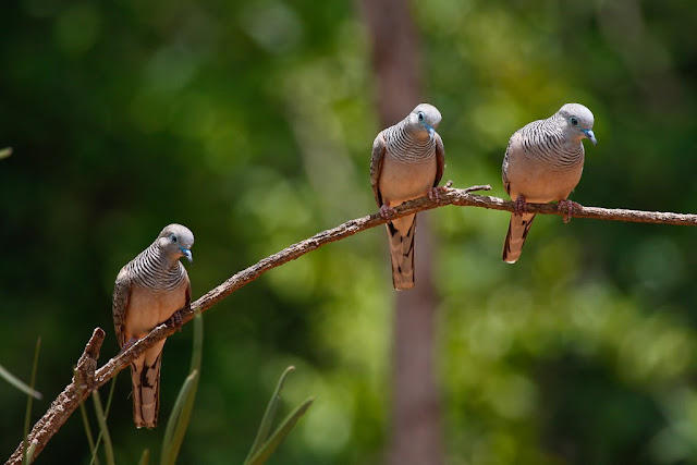 WA Zoologist: Common Doves of the North