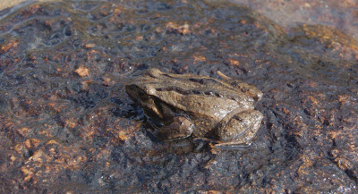 WA Zoologist: Quacking Frogs