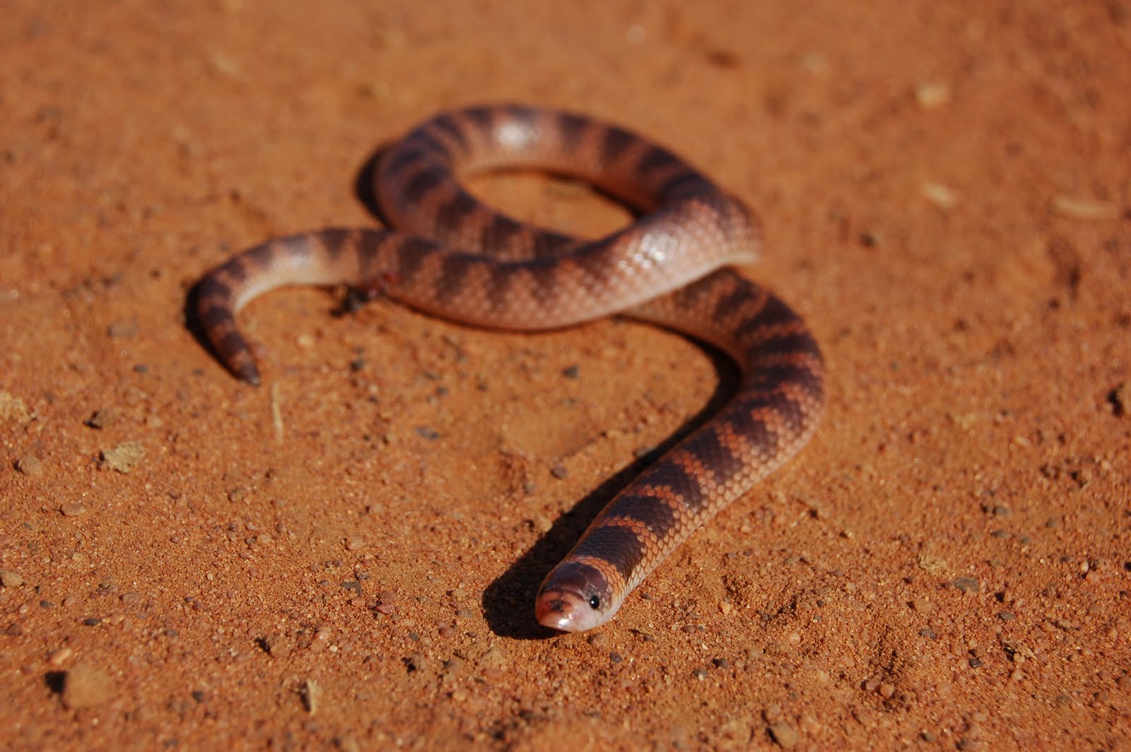 WA Zoologist: November 2009