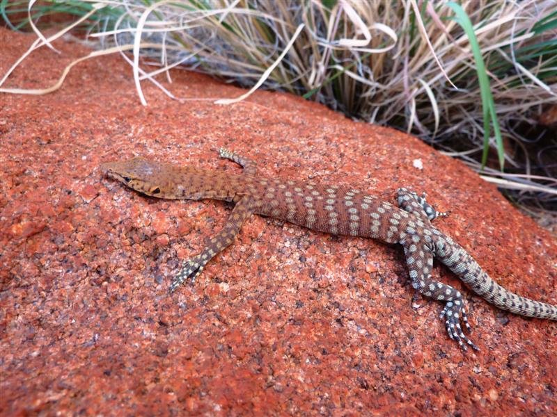 WA Zoologist: Wodgina - The Varanids