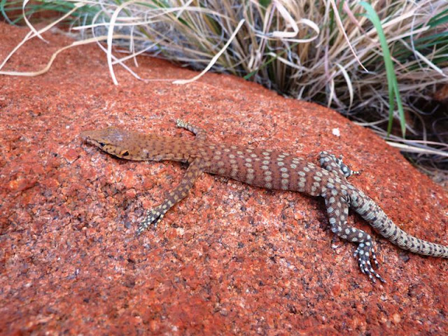 WA Zoologist: Wodgina - The Varanids