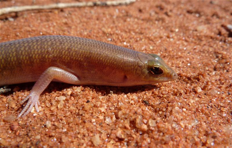 WA Zoologist: The Skinks - The LBJs of the reptile world