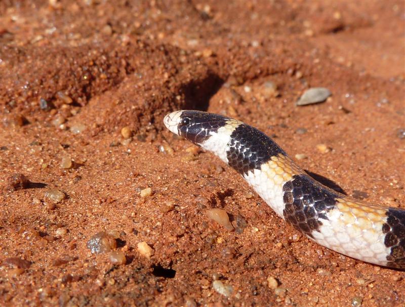WA Zoologist: The Snakes of Wodgina