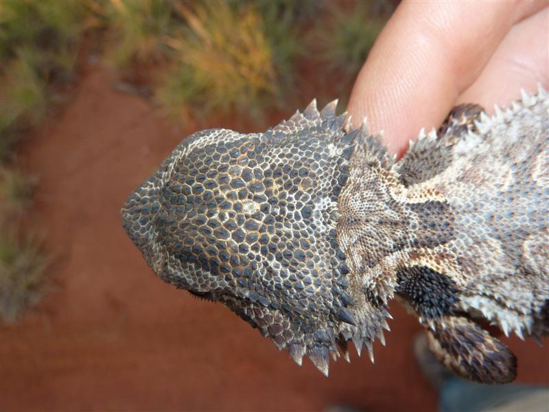 For Lizards, Three Eyes Are Better Than Two — Steemit