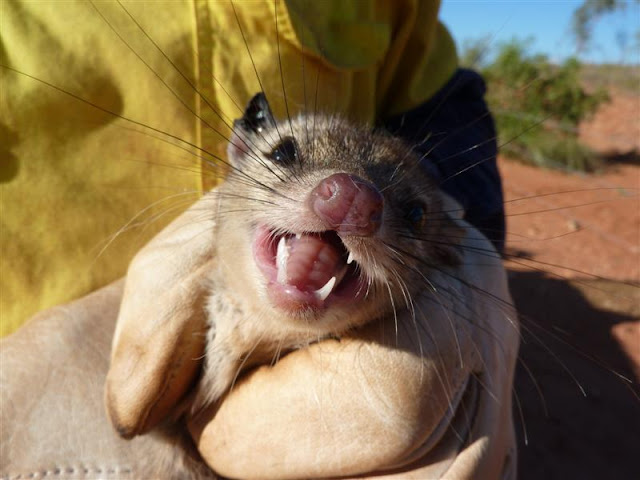 WA Zoologist: Angry Northern Quolls