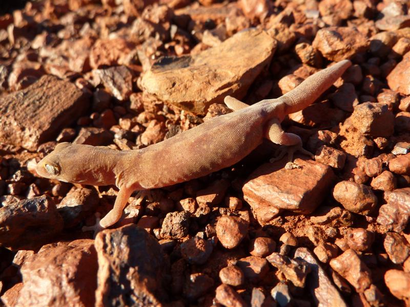 WA Zoologist: Mt Webber Fauna Survey