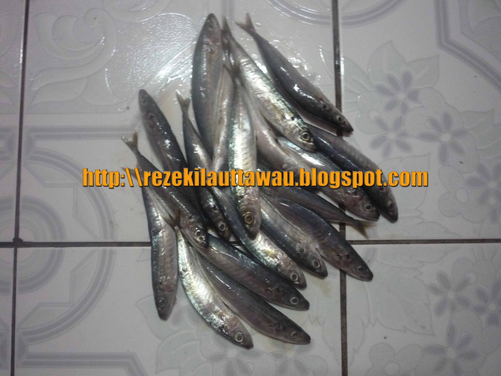 Ikan Bilis dan Ikan Kering Keropok Tawau: Produk Basah