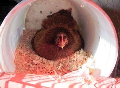 Farm Adventures at Susie's Climax Creations: Chicken Poop Adventures